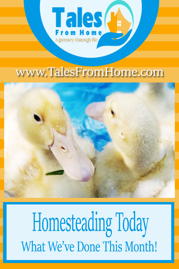 Homesteading Today - What We've Done This Month - Tales From Home