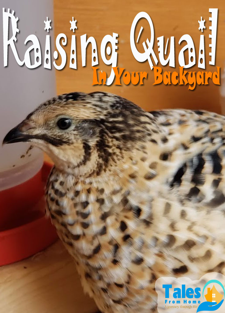 Raising Quail In Your Backyard - Tales From Home