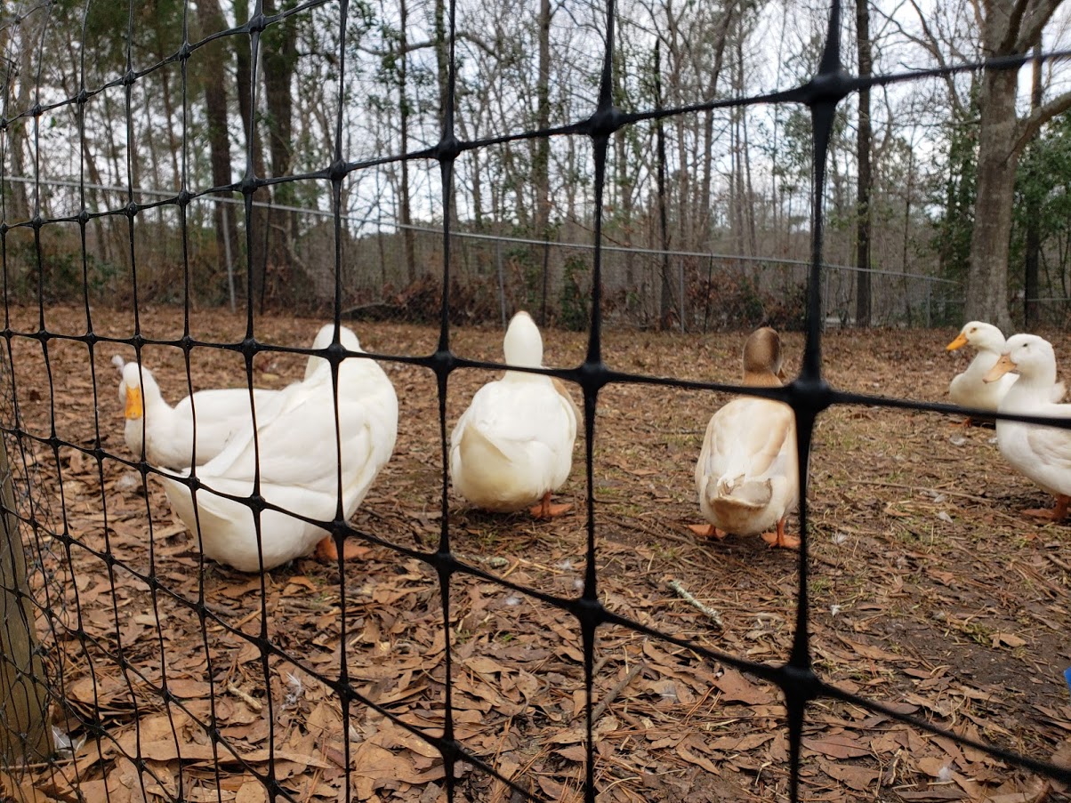 Exploring Portable Poultry Fencing With Omlet! - Tales From Home