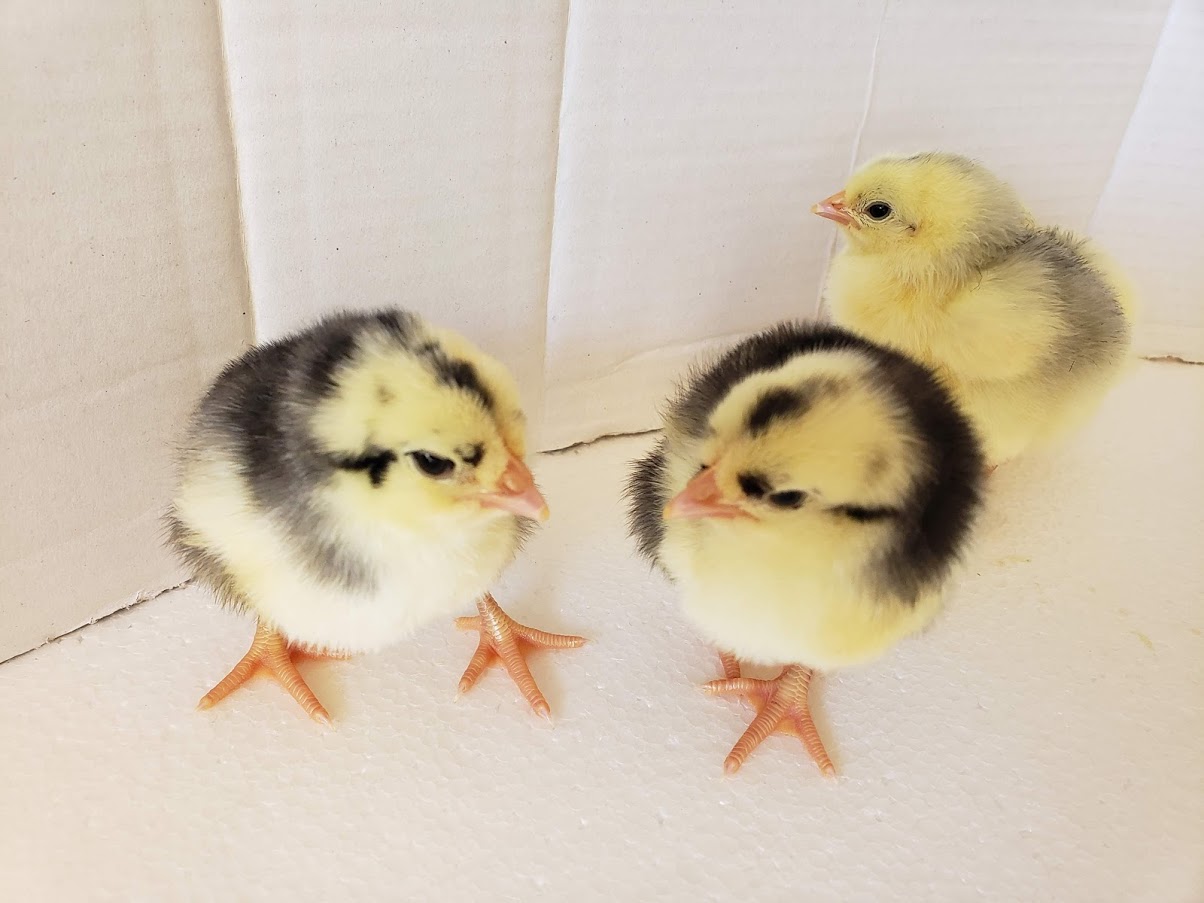 Homesteading in March & April - The Spring Rush is Real! - Tales From Home