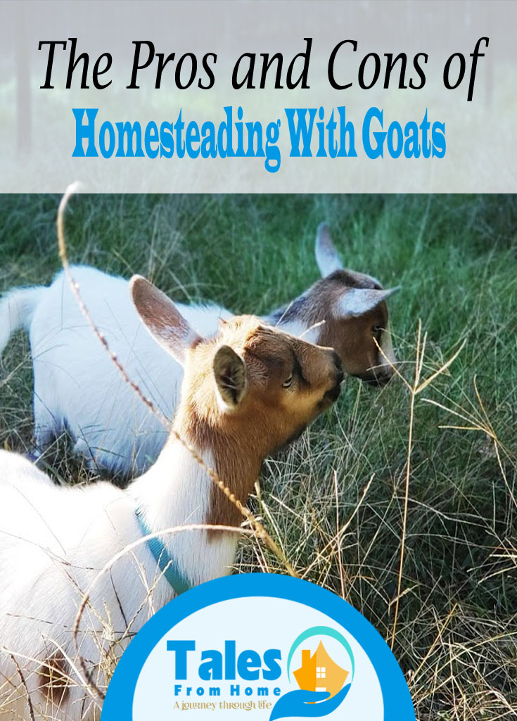 Homesteading With Goats The Pros And Cons - Tales From Home