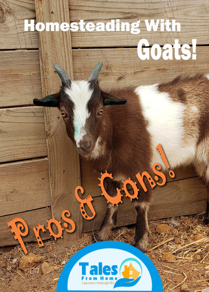 Homesteading With Goats The Pros And Cons - Tales From Home
