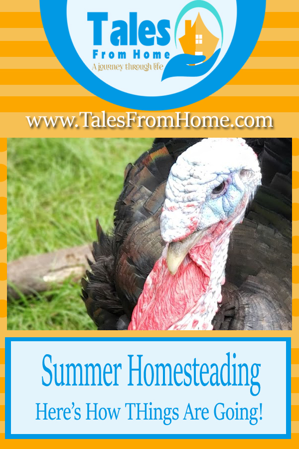 Summer Homesteading, The Fun We've Been Up To Lately! - Tales From Home